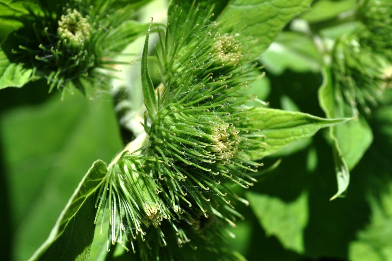 Arctium minus - flower | Turfgrass and Landscape Weed ID