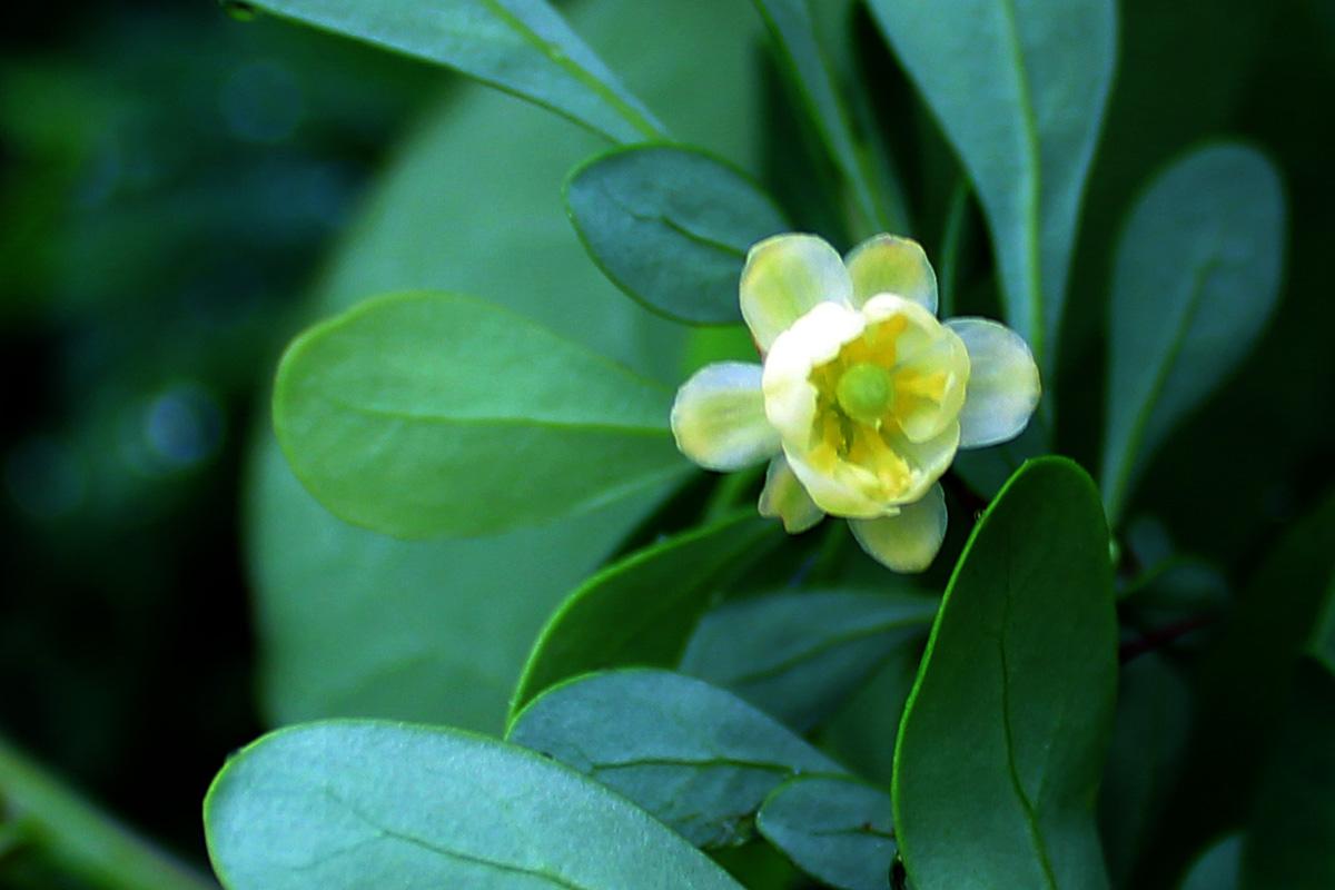 Berberis thunbergii (green-leaved form) - flower | Turfgrass and ...