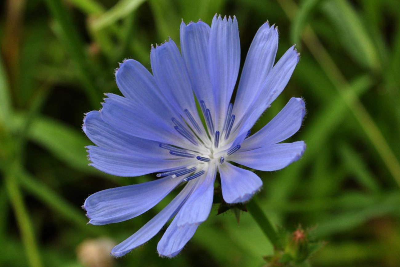 Cichorium intybus - flower | Turfgrass and Landscape Weed ID