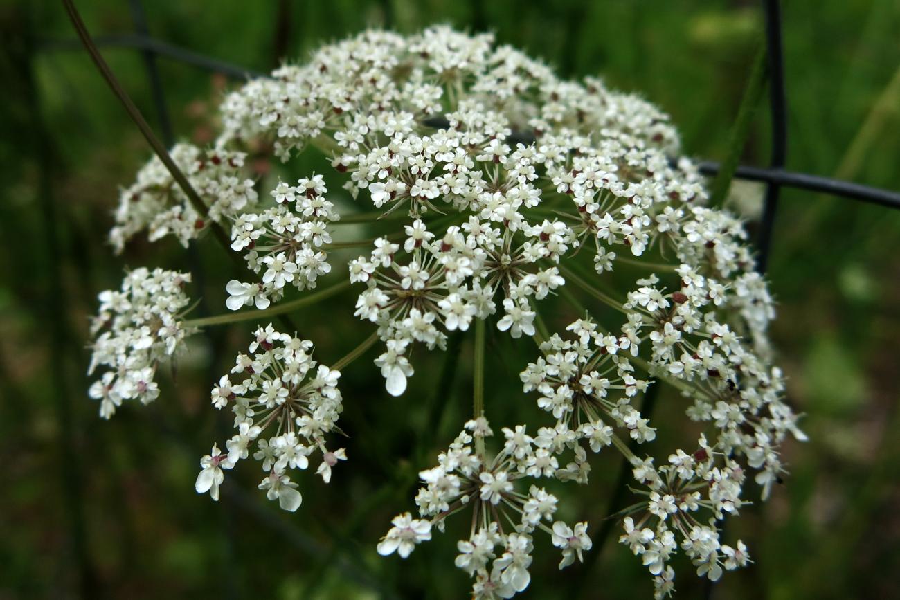 Daucus carota - flower | Turfgrass and Landscape Weed ID