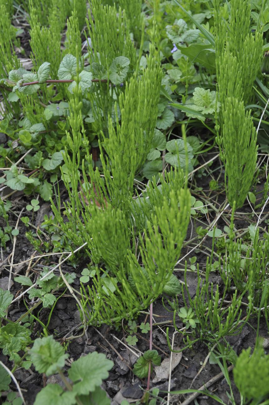 Equisetum arvense - seedling | Turfgrass and Landscape Weed ID