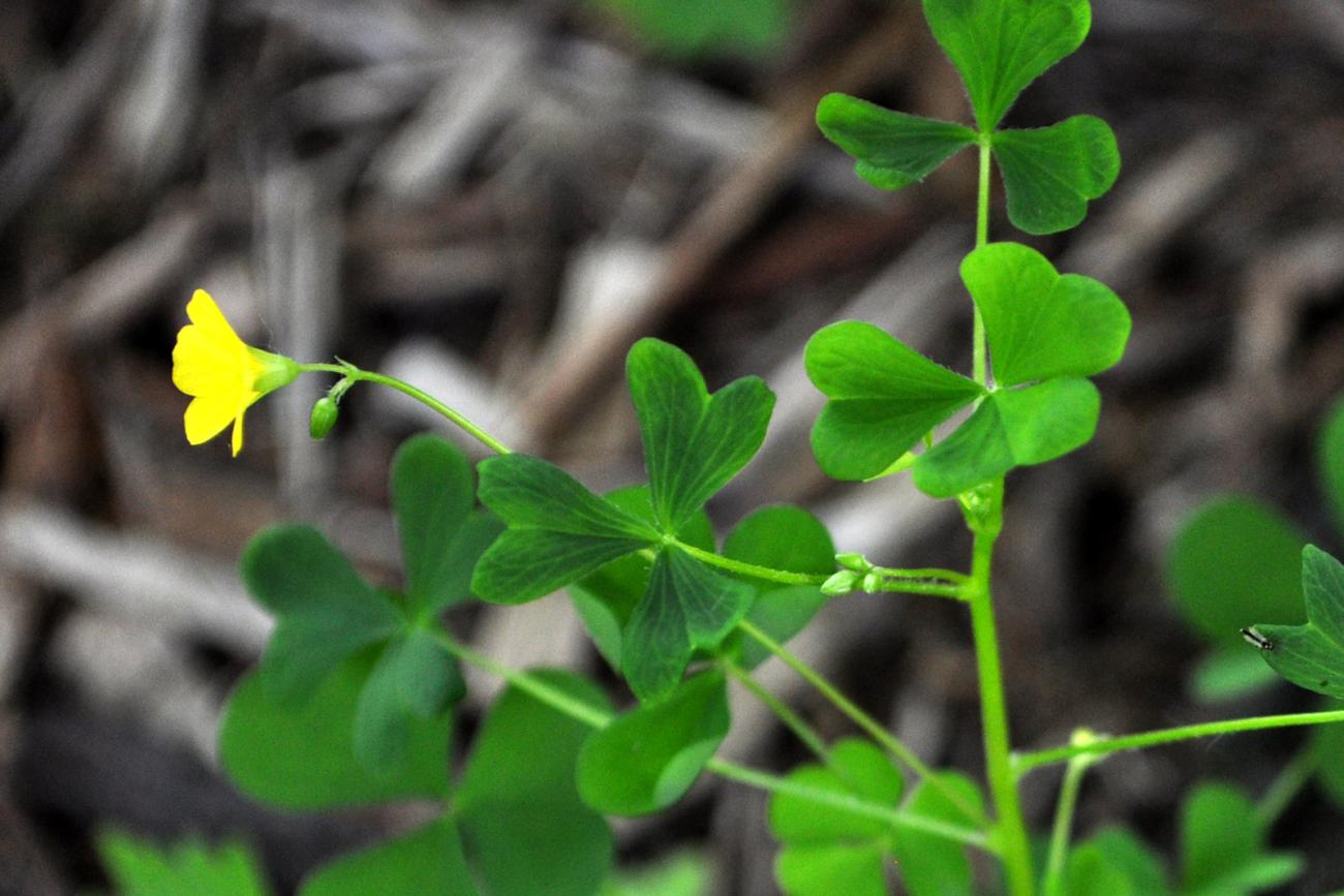 Oxalis stricta - flower, leaves | Turfgrass and Landscape Weed ID