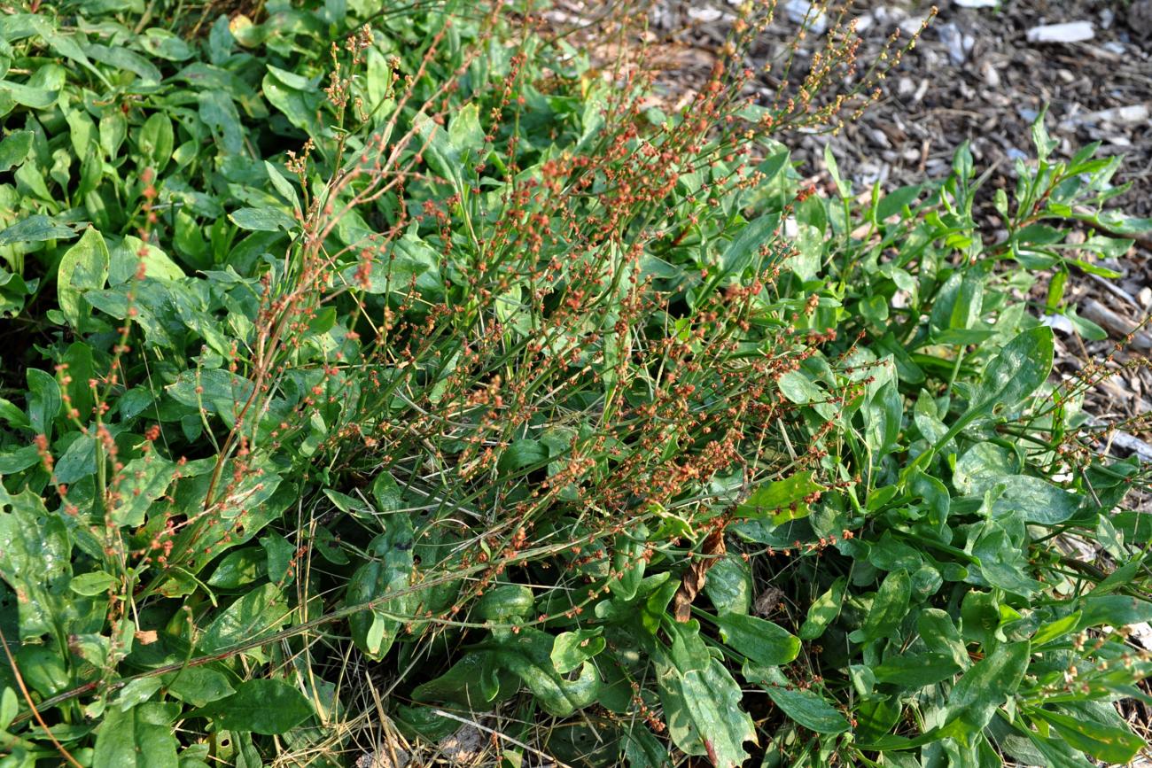 Rumex acetosella - whole plant, inflorescence | Turfgrass and Landscape ...