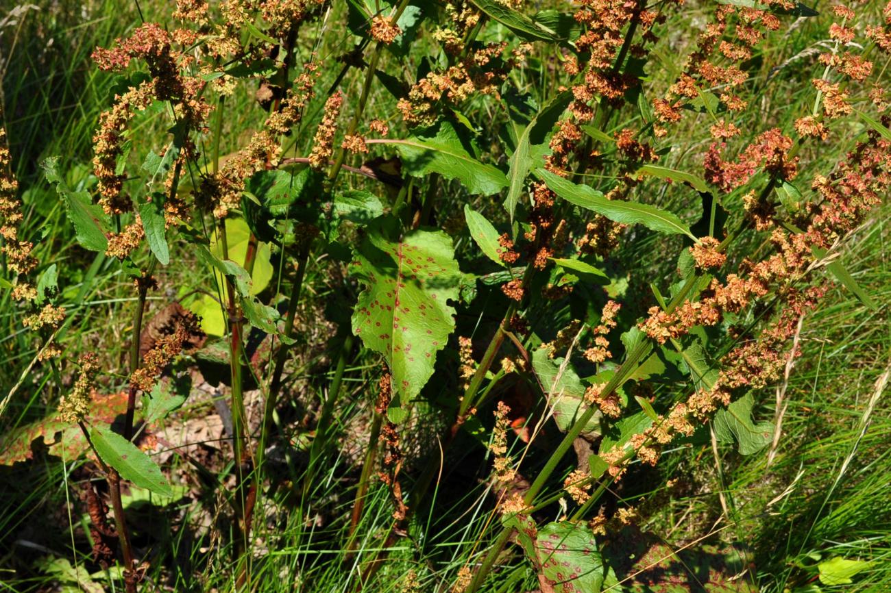 Rumex crispus - whole plant, leaves, seedhead | Turfgrass and Landscape ...