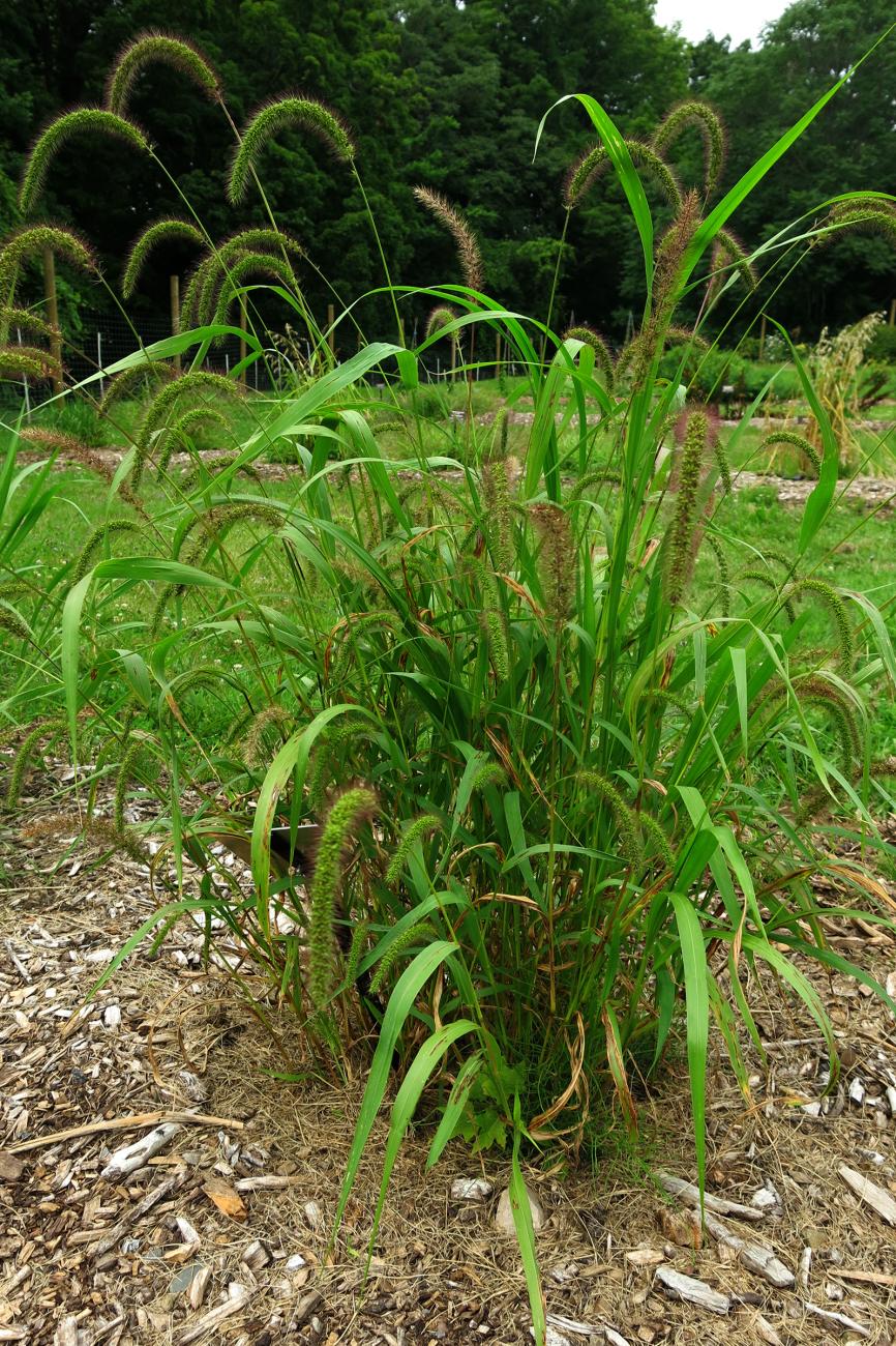 Setaria viridis - whole plant | Turfgrass and Landscape Weed ID