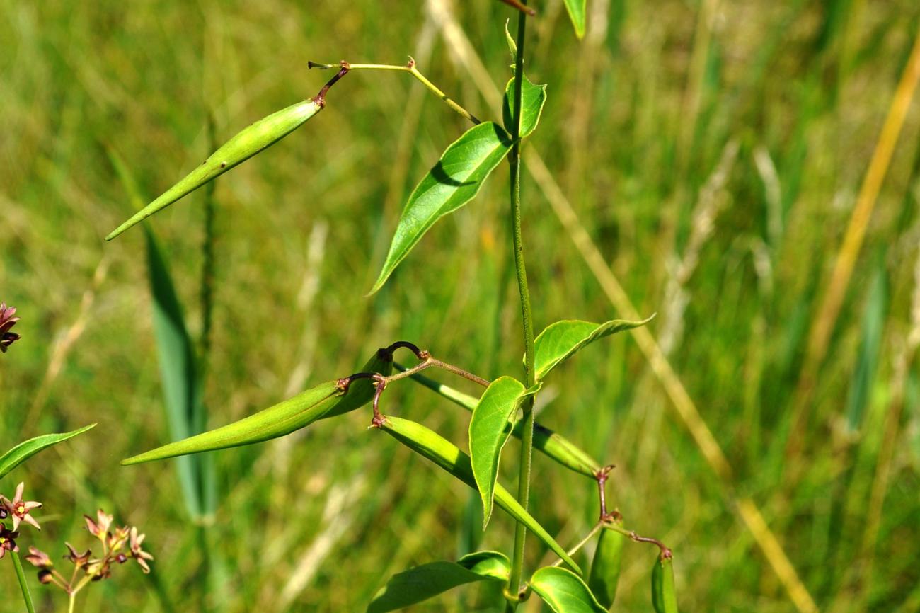 Vincetoxicum rossicum - seedpods | Turfgrass and Landscape Weed ID