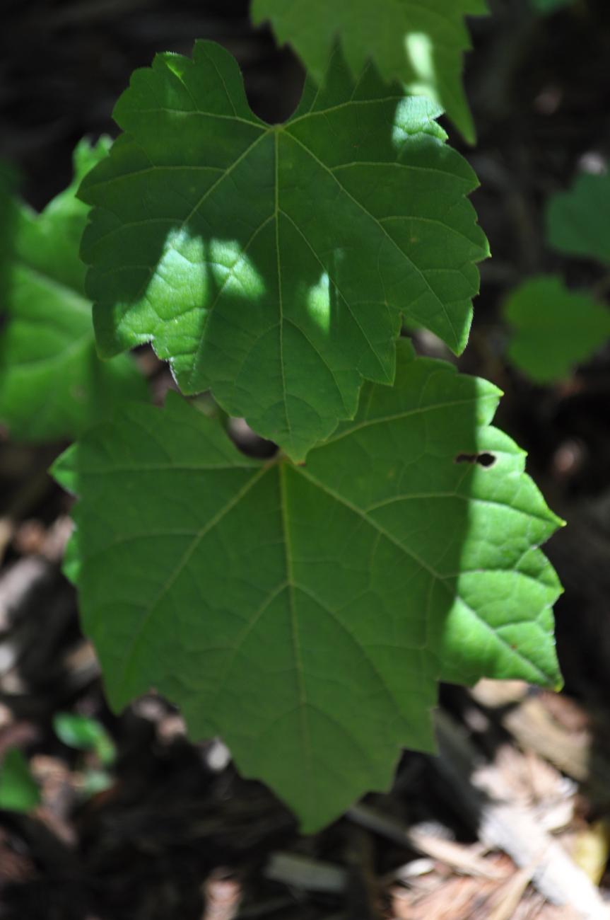 Vitis spp. | Turfgrass and Landscape Weed ID