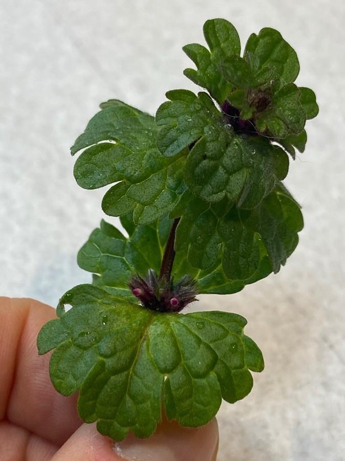 Henbit plant | Turfgrass and Landscape Weed ID