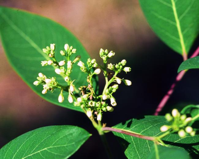 Apocynum cannabinum | Turfgrass and Landscape Weed ID