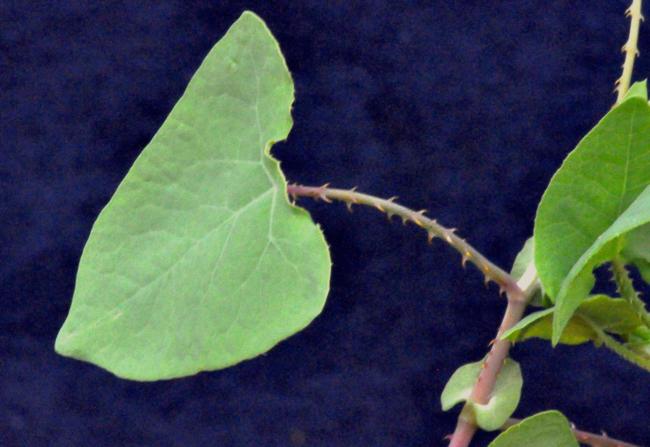 Polygonum perfoliatum | Turfgrass and Landscape Weed ID
