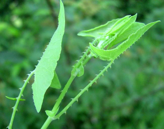 Polygonum perfoliatum | Turfgrass and Landscape Weed ID