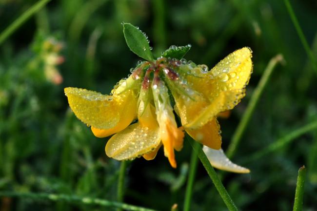 Lotus corniculatus - flower | Turfgrass and Landscape Weed ID